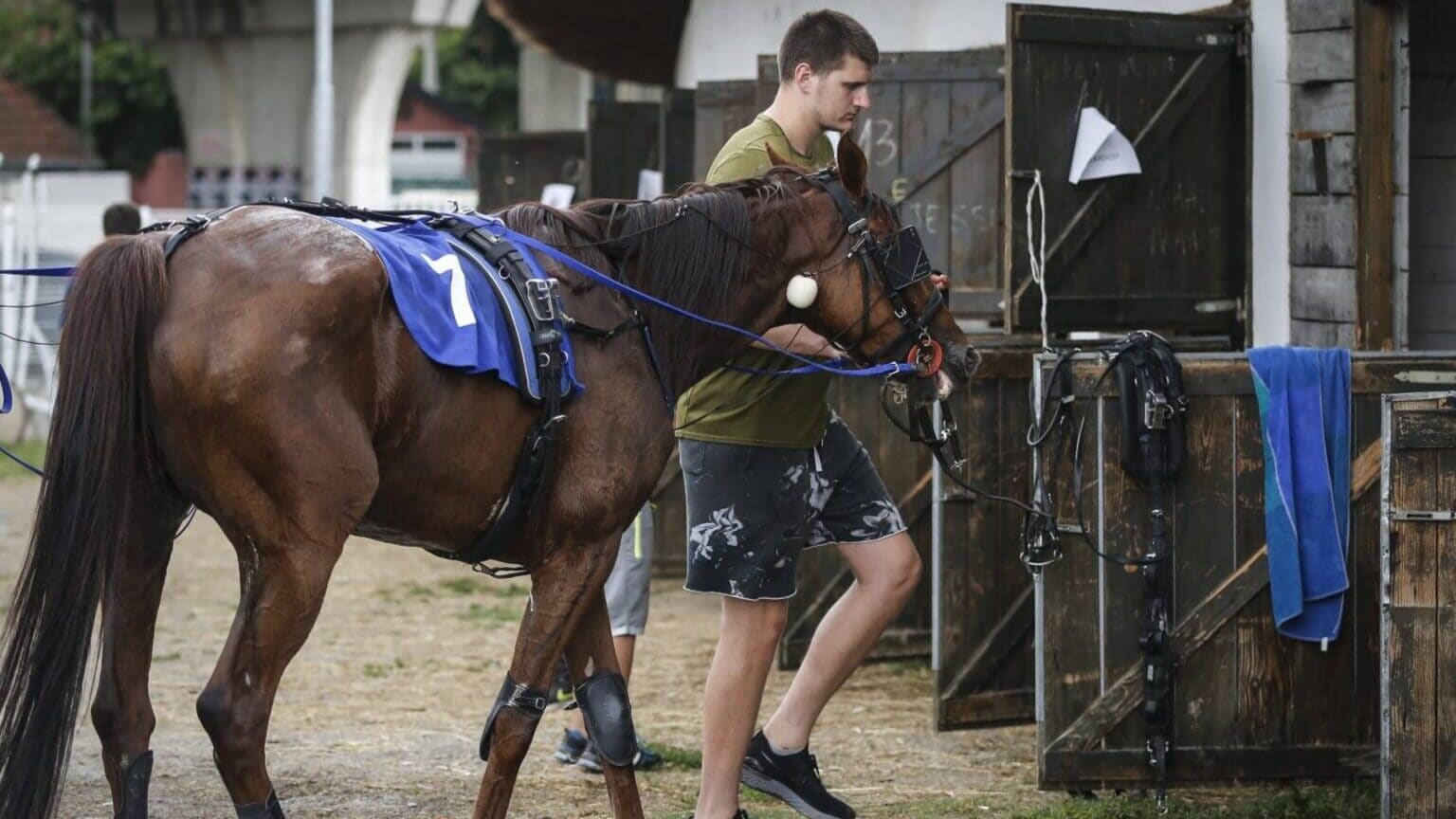 The Athletic: Why horses turn Nikola Jokić from an NBA MVP into a ...