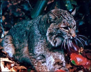 Blue Bobcat
