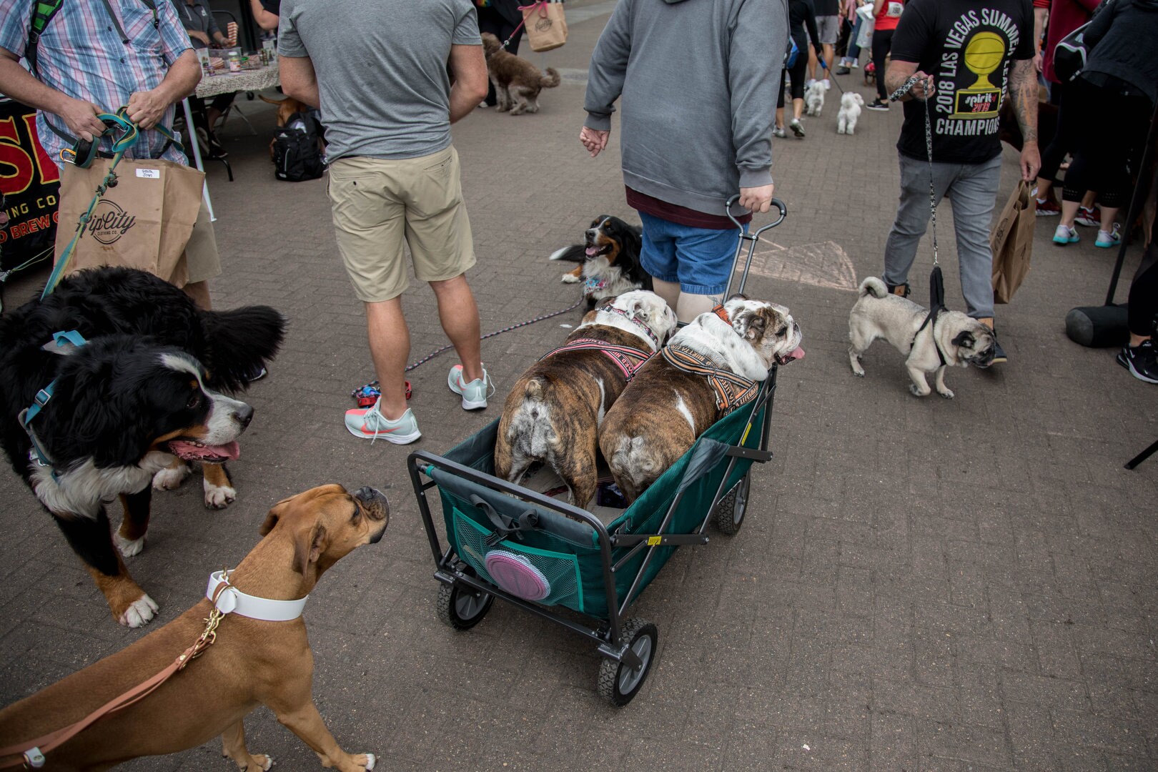 PHOTOS » Pup City Walk & Festival Photo Gallery | NBA.com
