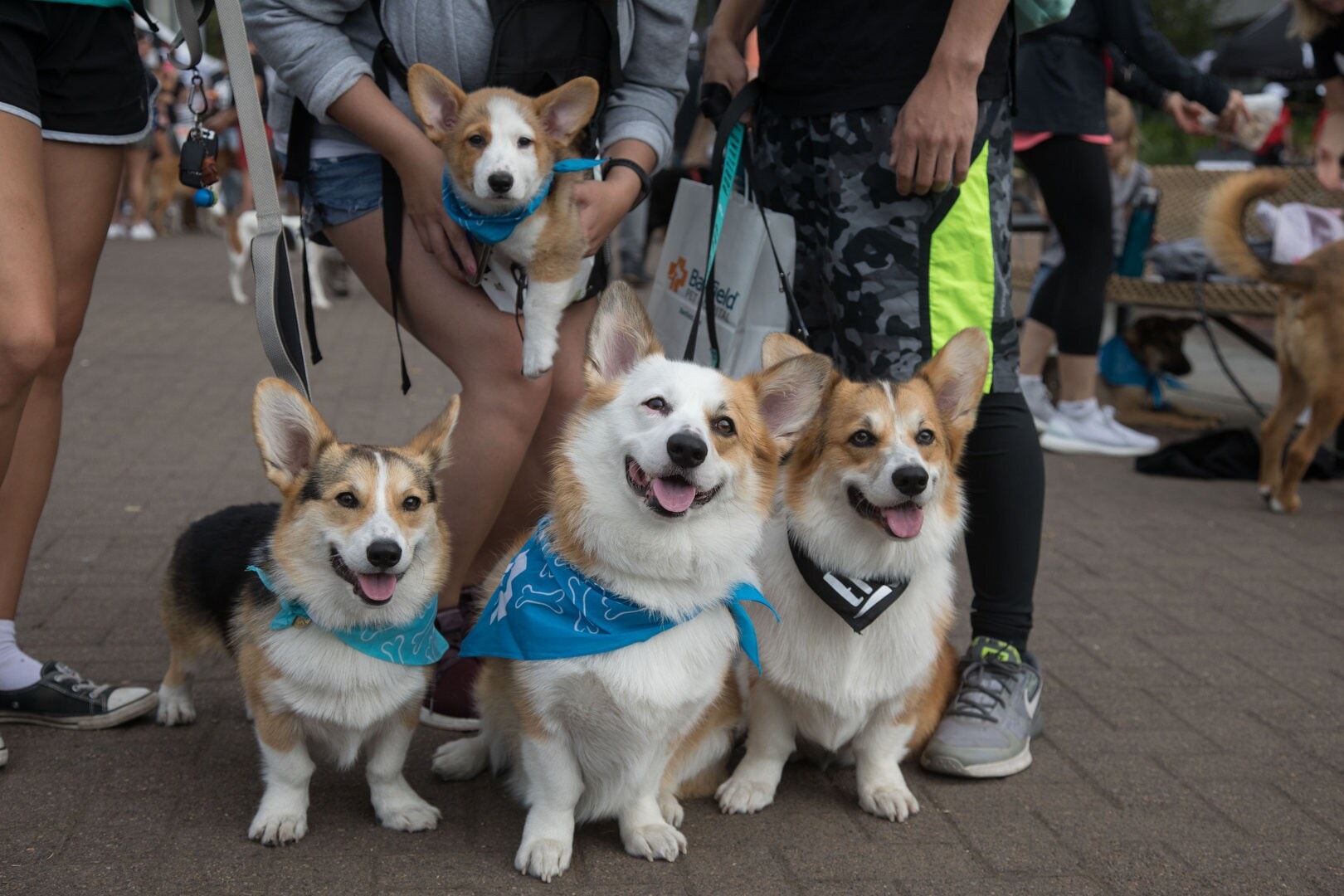 PHOTOS » Pup City Walk & Festival Photo Gallery | NBA.com