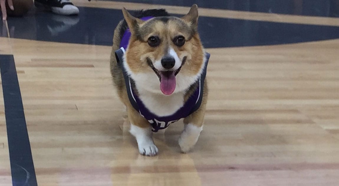 Internet Reacts to Second #CorgiTakeover | Sacramento Kings