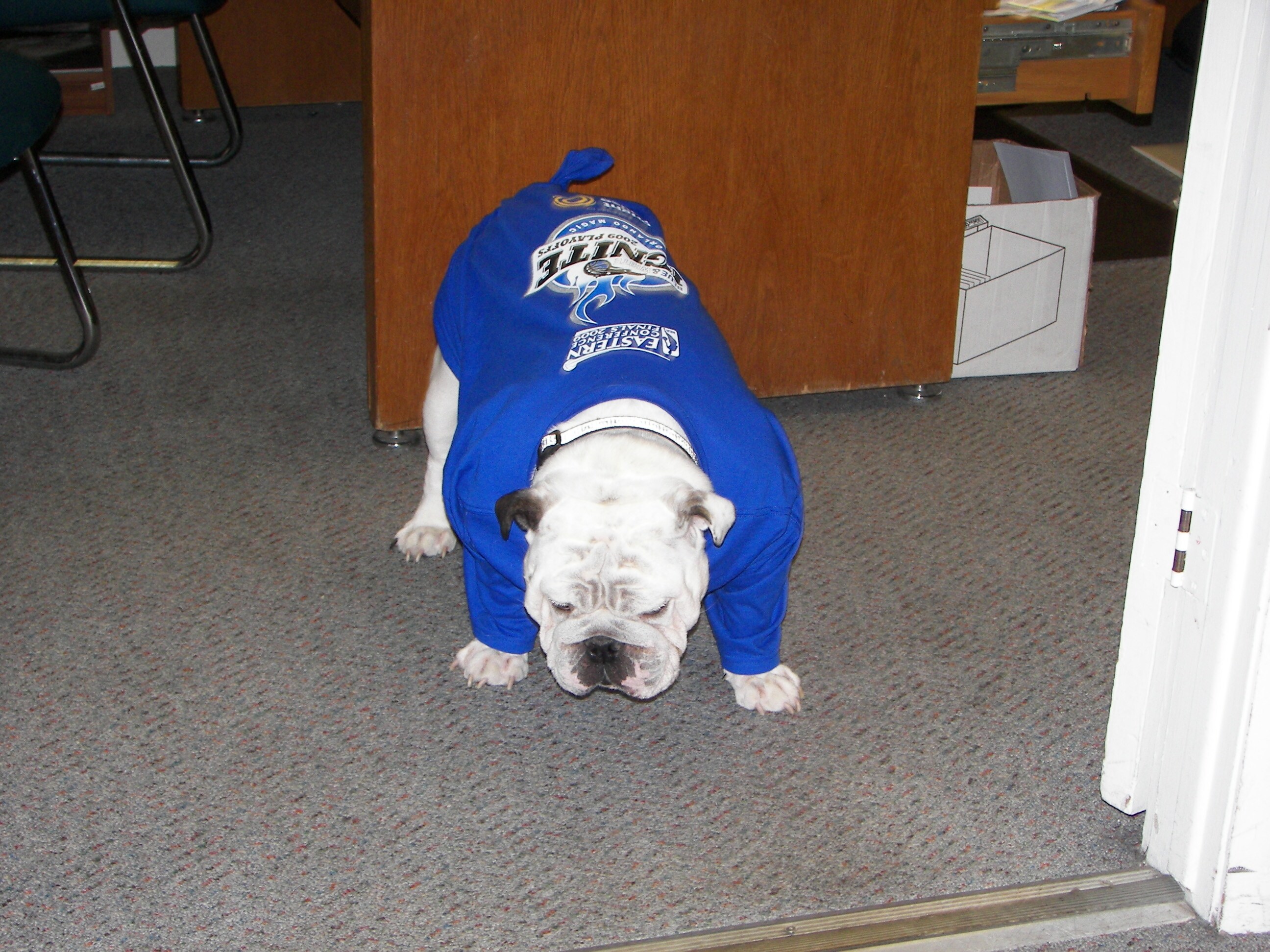 Photos: Pets Ready for Action Photo Gallery | NBA.com