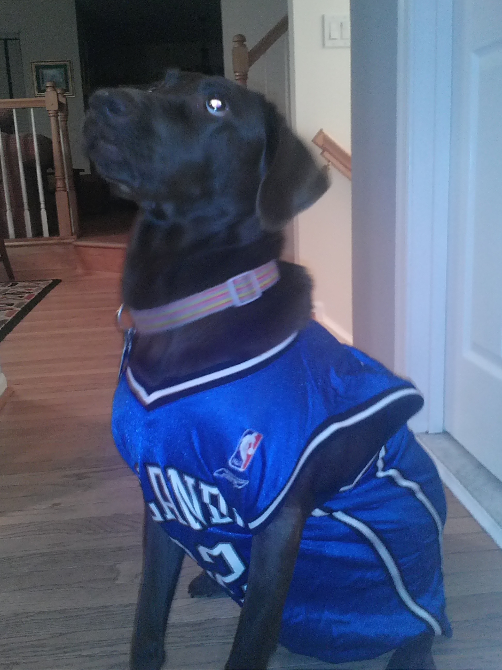 Photos: Pets Ready for Action Photo Gallery | NBA.com