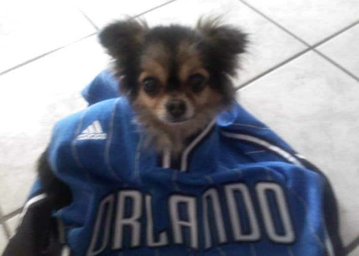 Photos: Pets Ready for Action Photo Gallery | NBA.com