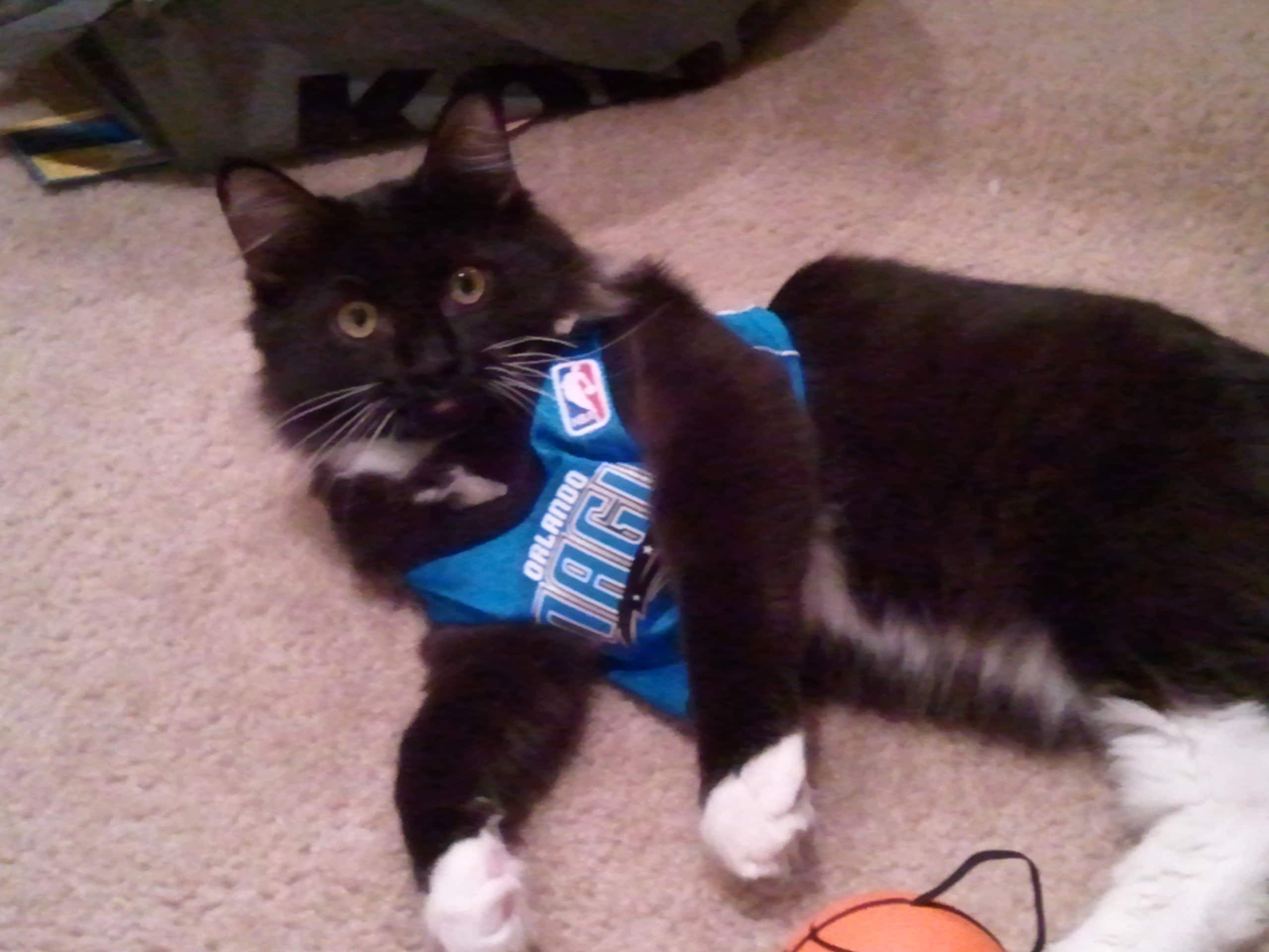 Photos: Pets Ready for Action Photo Gallery | NBA.com