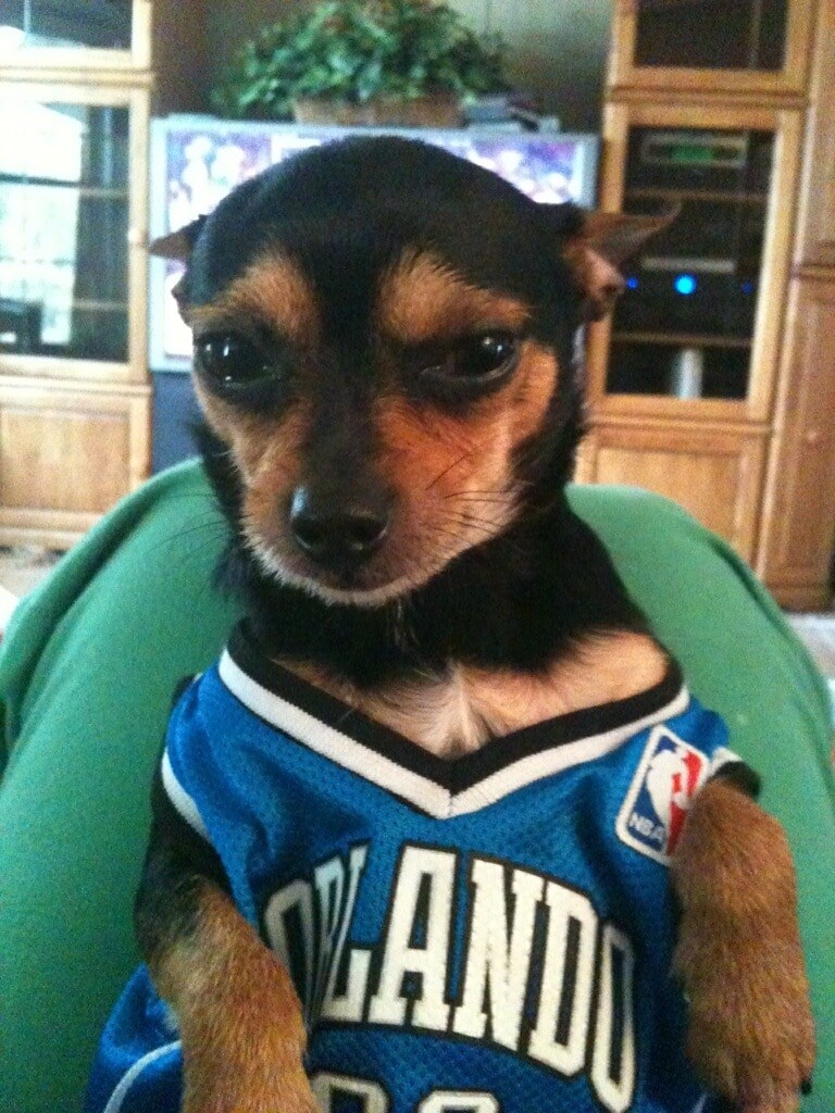 Photos: Pets Ready for Action Photo Gallery | NBA.com