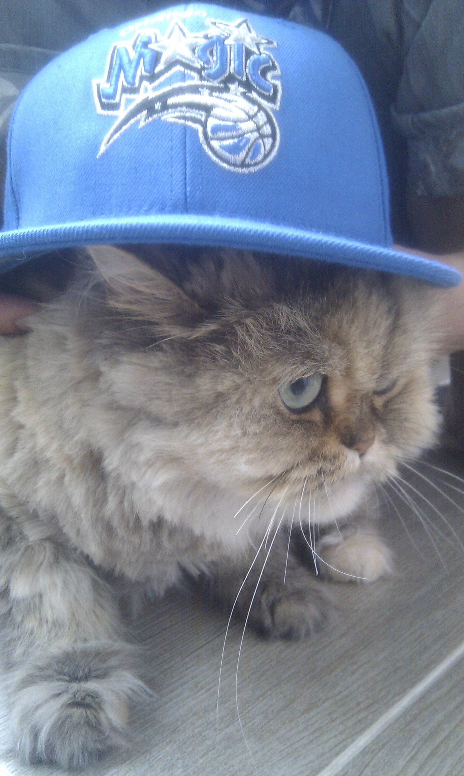 Photos: Pets Ready for Action Photo Gallery | NBA.com