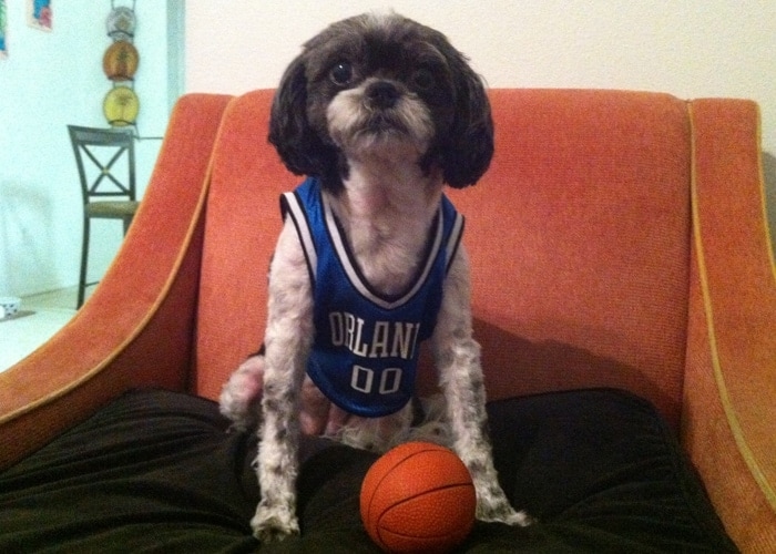 Photos: Pets Ready for Action Photo Gallery | NBA.com