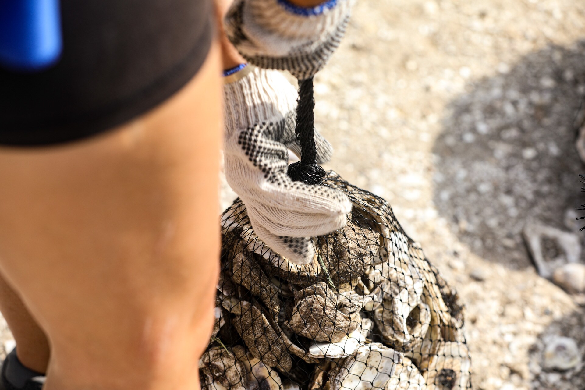 Photos: Pelicans employees participate in Oyster Shell Recycling ...